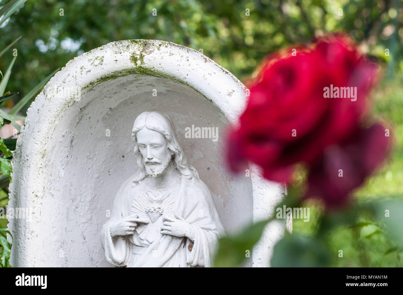 red rose in foreground. in background jesus sacred heart statuette in a ...