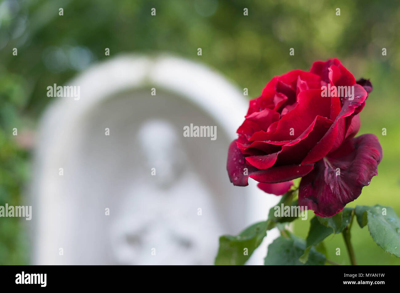 red rose in foreground. in background jesus sacred heart statuette in a ...