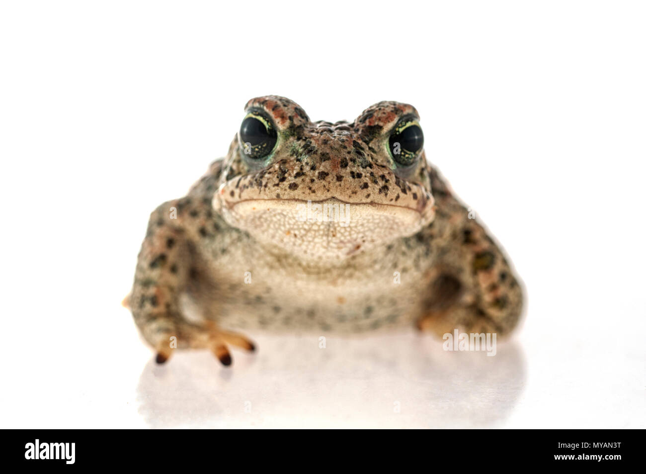 Natterjack toad (Epidalea calamita) with White background Stock Photo ...