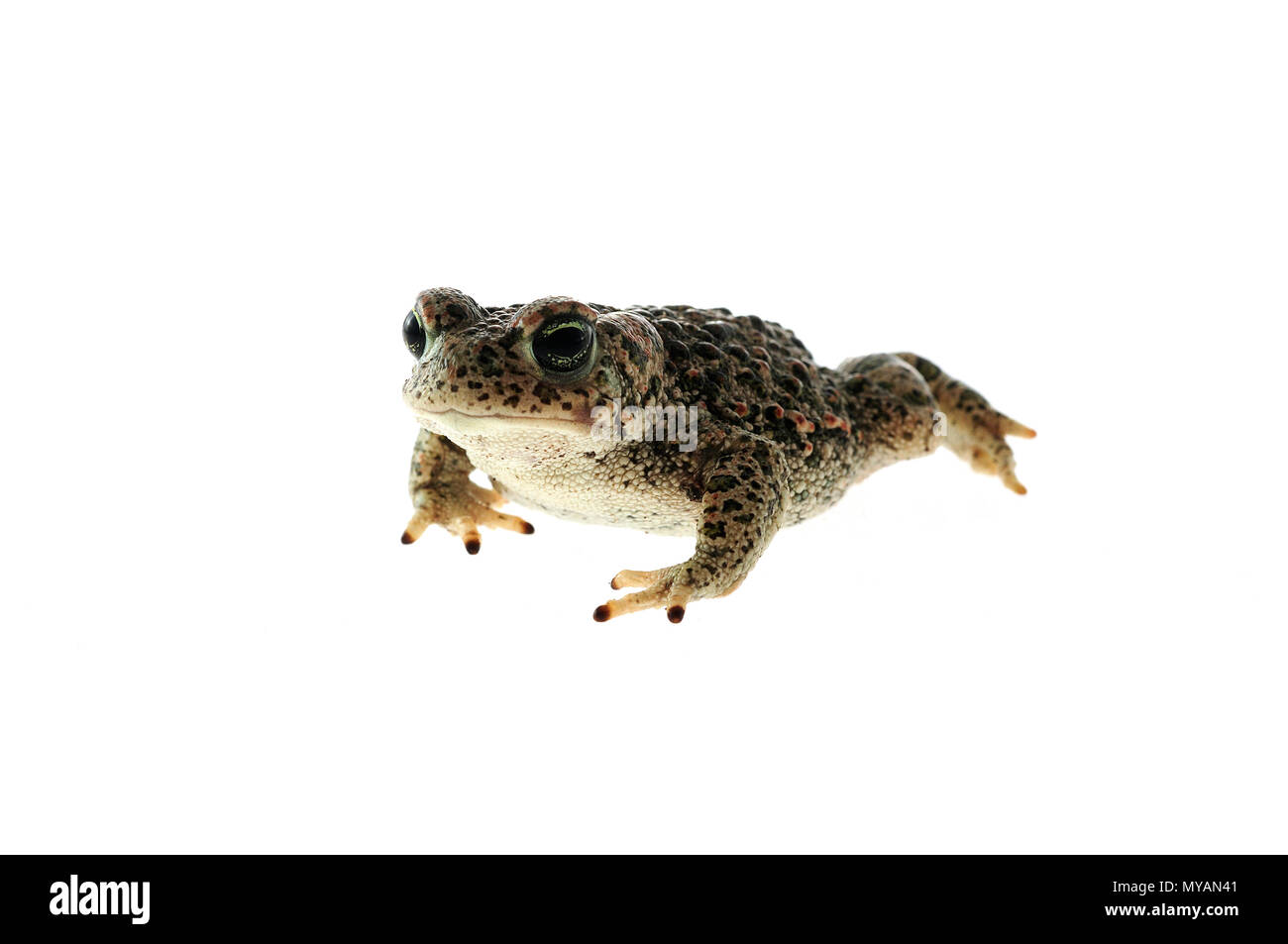 Natterjack toad (Epidalea calamita) with White background Stock Photo ...