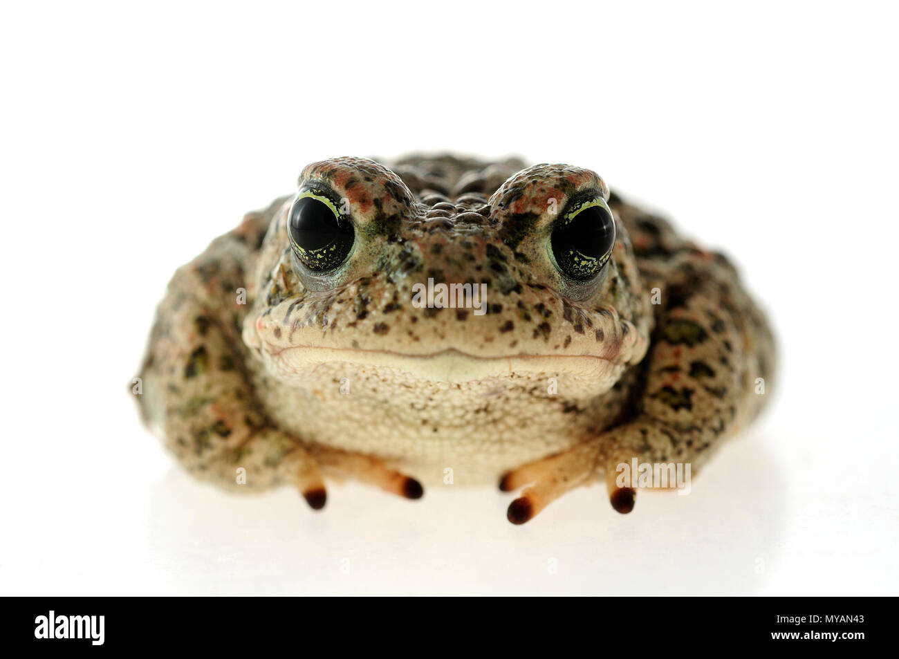 Natterjack toad (Epidalea calamita) with White background Stock Photo ...