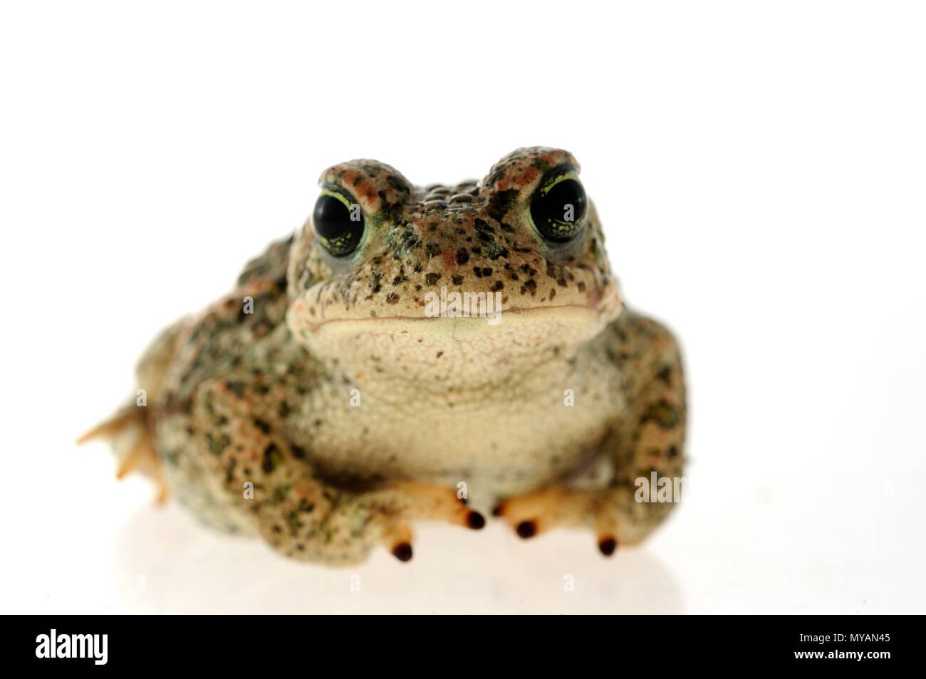 Strong toad hi-res stock photography and images - Alamy