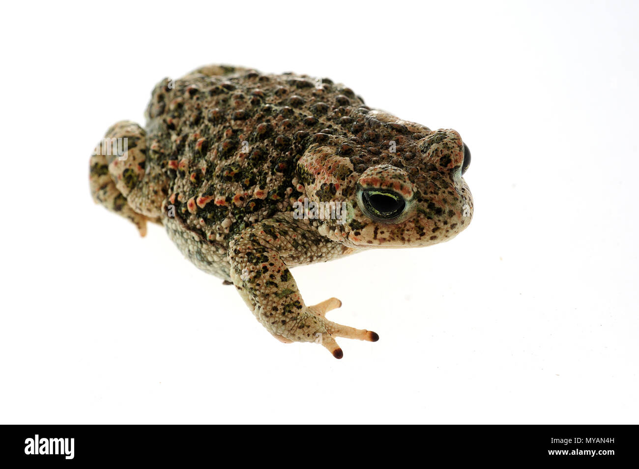 Natterjack toad (Epidalea calamita) with White background Stock Photo ...
