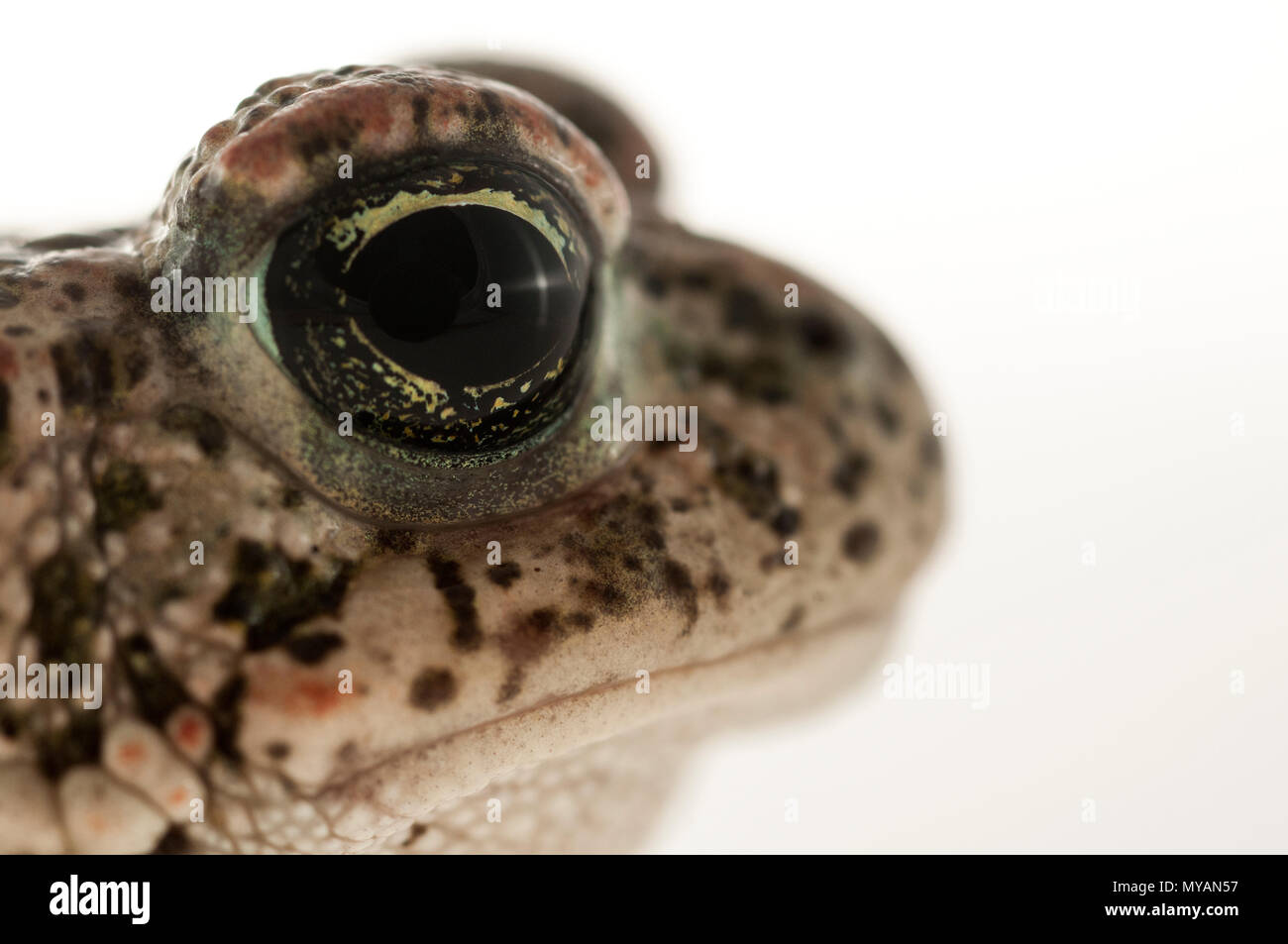 Natterjack toad (Epidalea calamita) with White background, Eye Detail ...