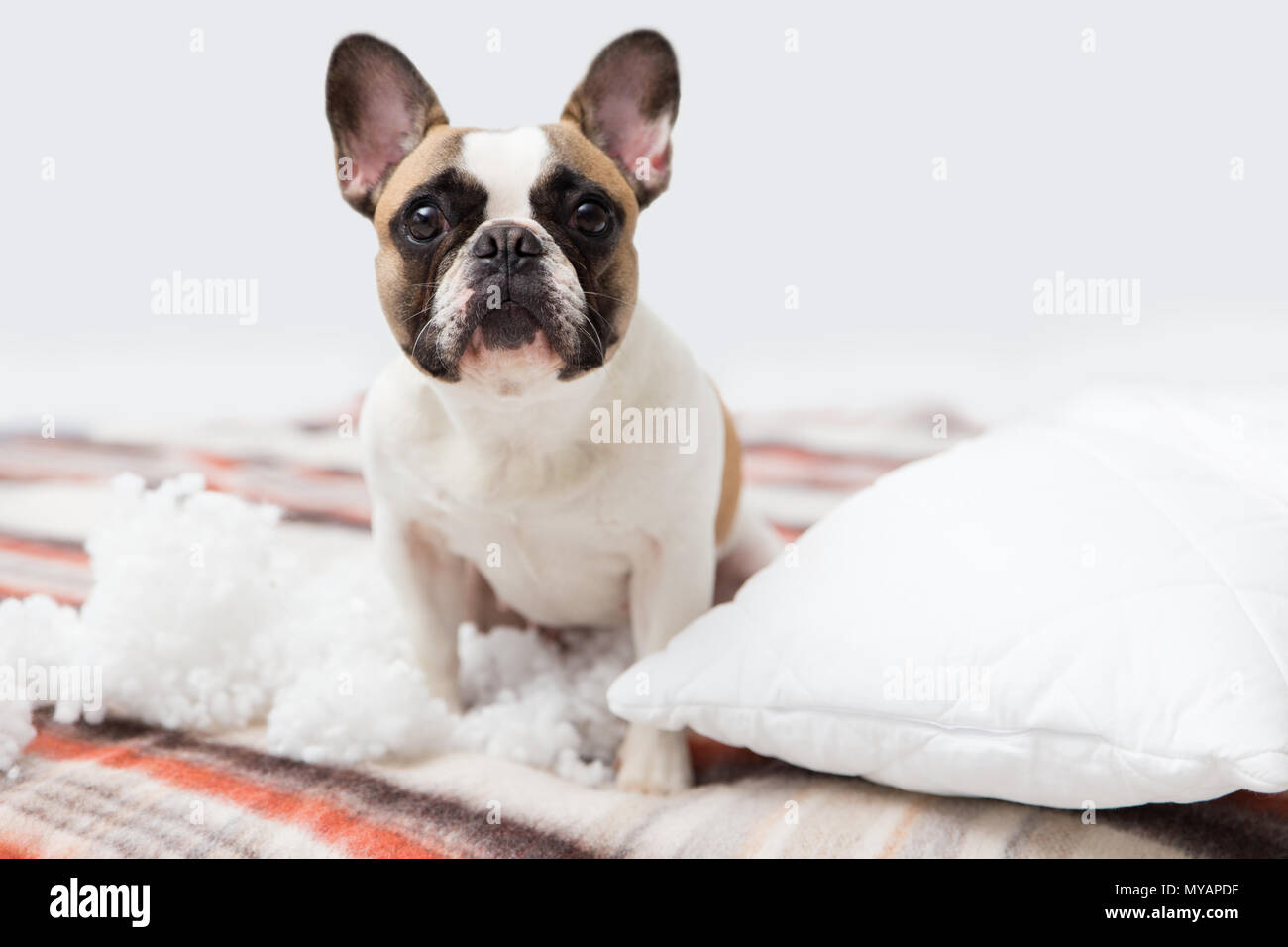 Animal tissue dog hi-res stock photography and images - Alamy