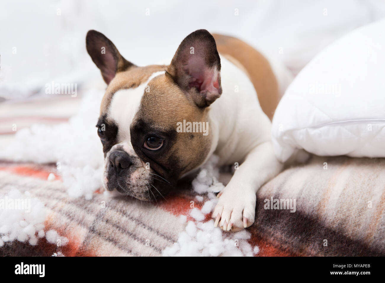 home pet destroyer lies on the bed with a torn pillow. Pet care ...