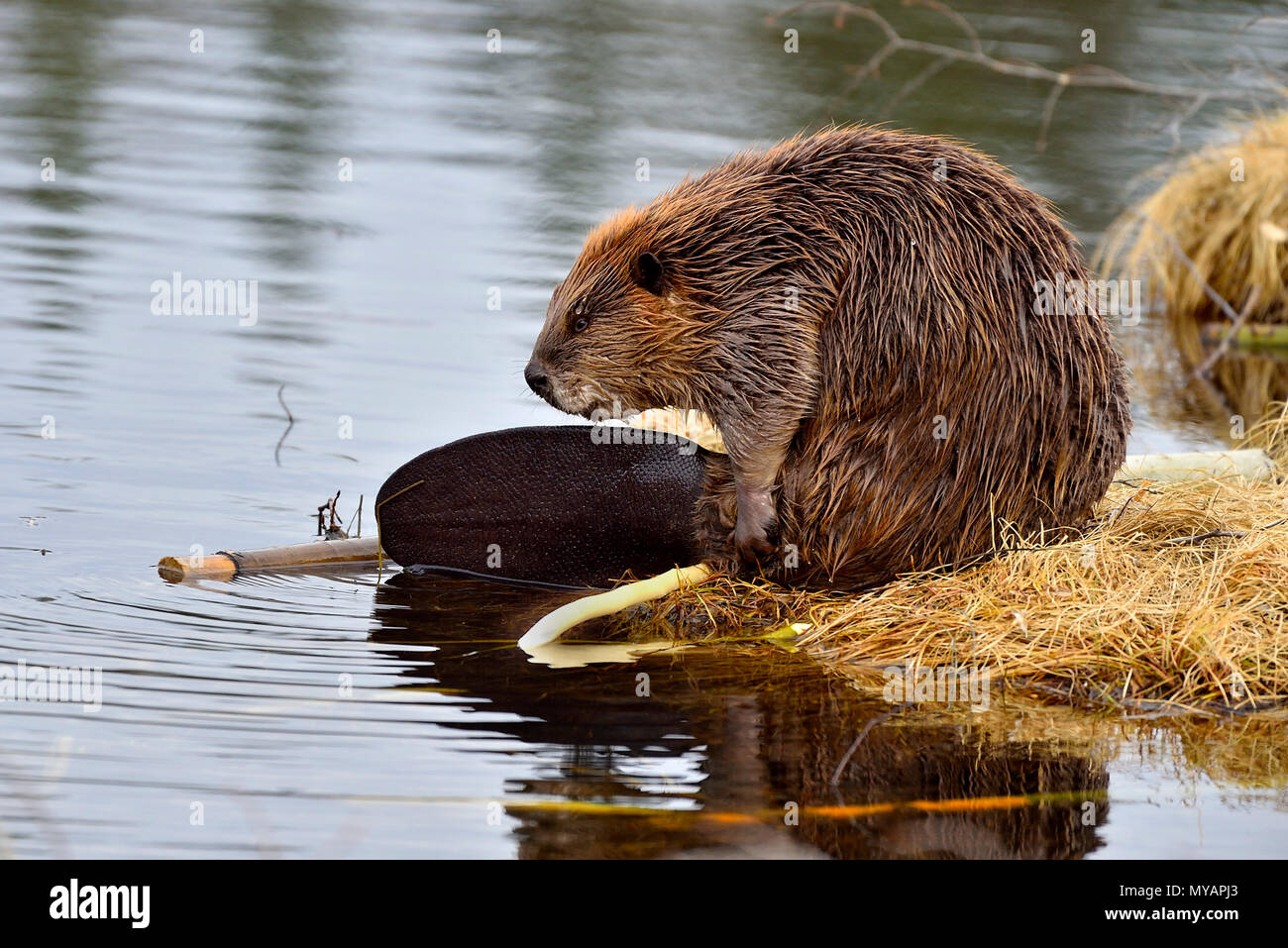 An adult beaver" Castor Canadensis", sitting on his rear rubbing his ...