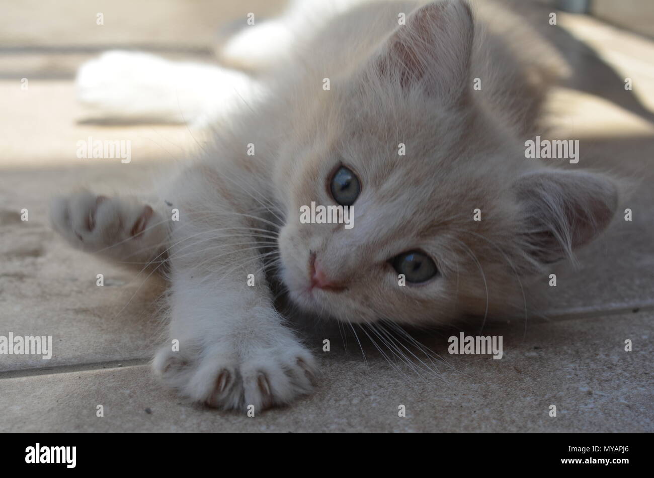 Cat reaching with paws hi-res stock photography and images - Alamy