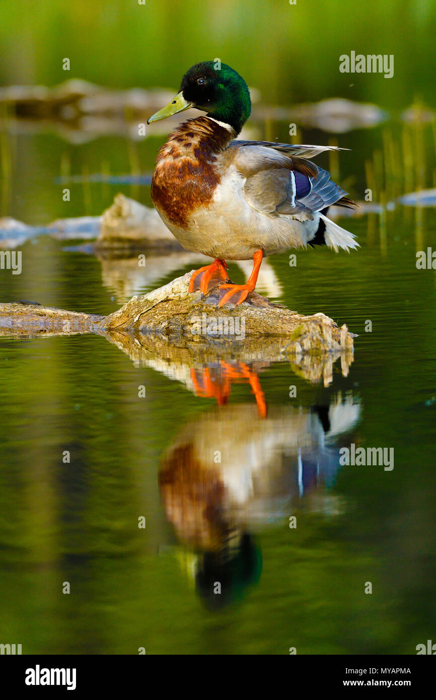 Adult duck sitting in green hi-res stock photography and images - Alamy