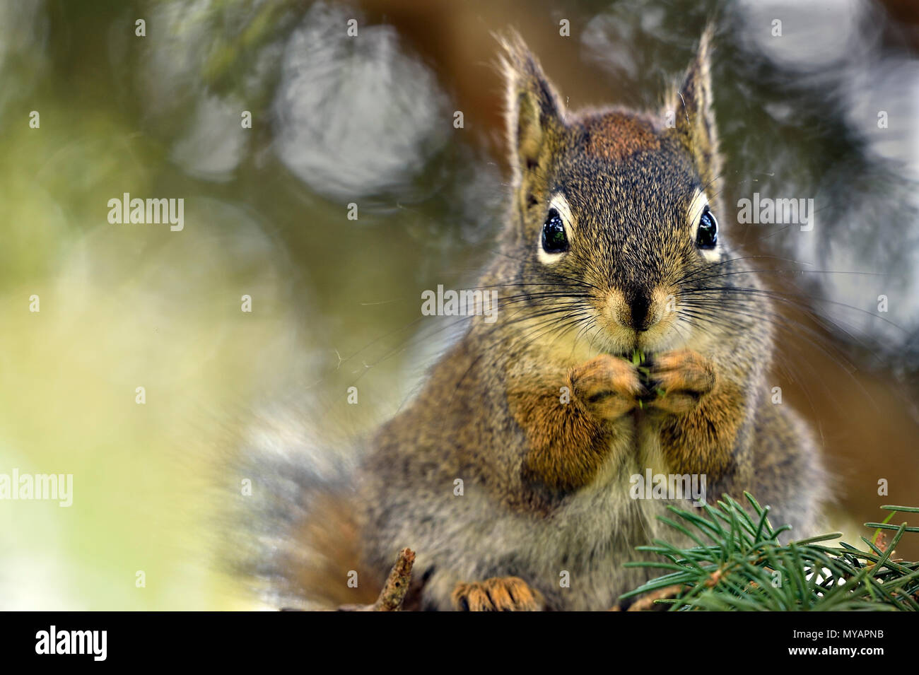 Squirrel funny face hi-res stock photography and images - Alamy