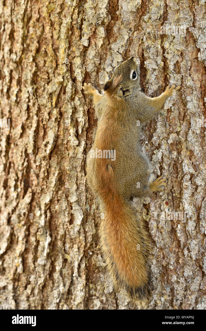 Squirrel climbing tree hi-res stock photography and images - Alamy