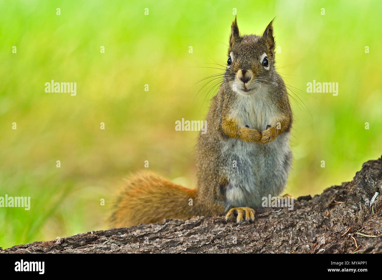 A horizontal image of a wild red squirrel "Tamiasciurus hudsonicus"; on ...
