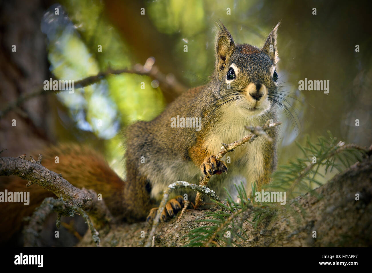 A close up image of a red squirrel "Tamiasciurus hudsonicus"; sitting ...