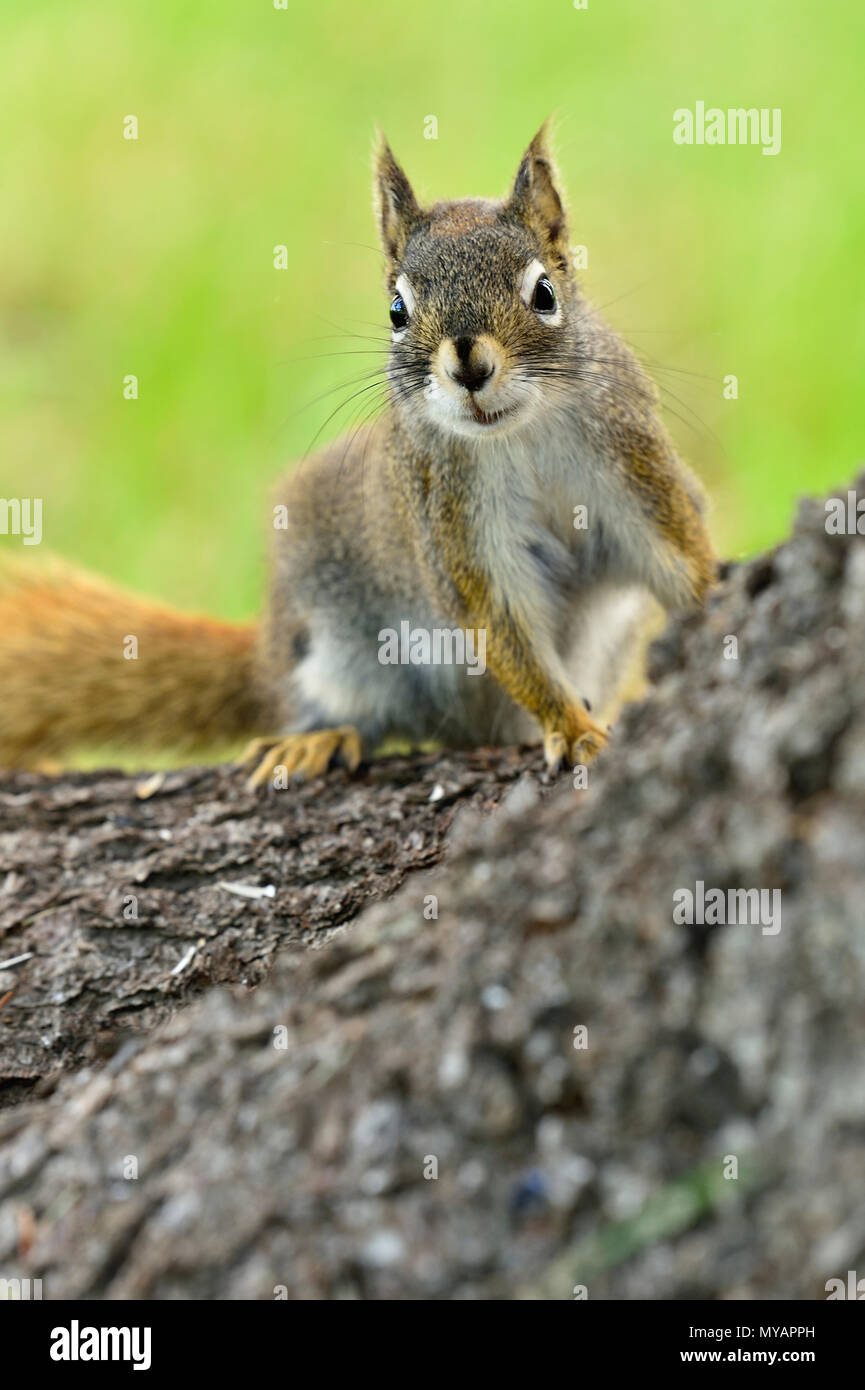 A vertical image of a wild red squirrel "Tamiasciurus hudsonicus"; on a ...