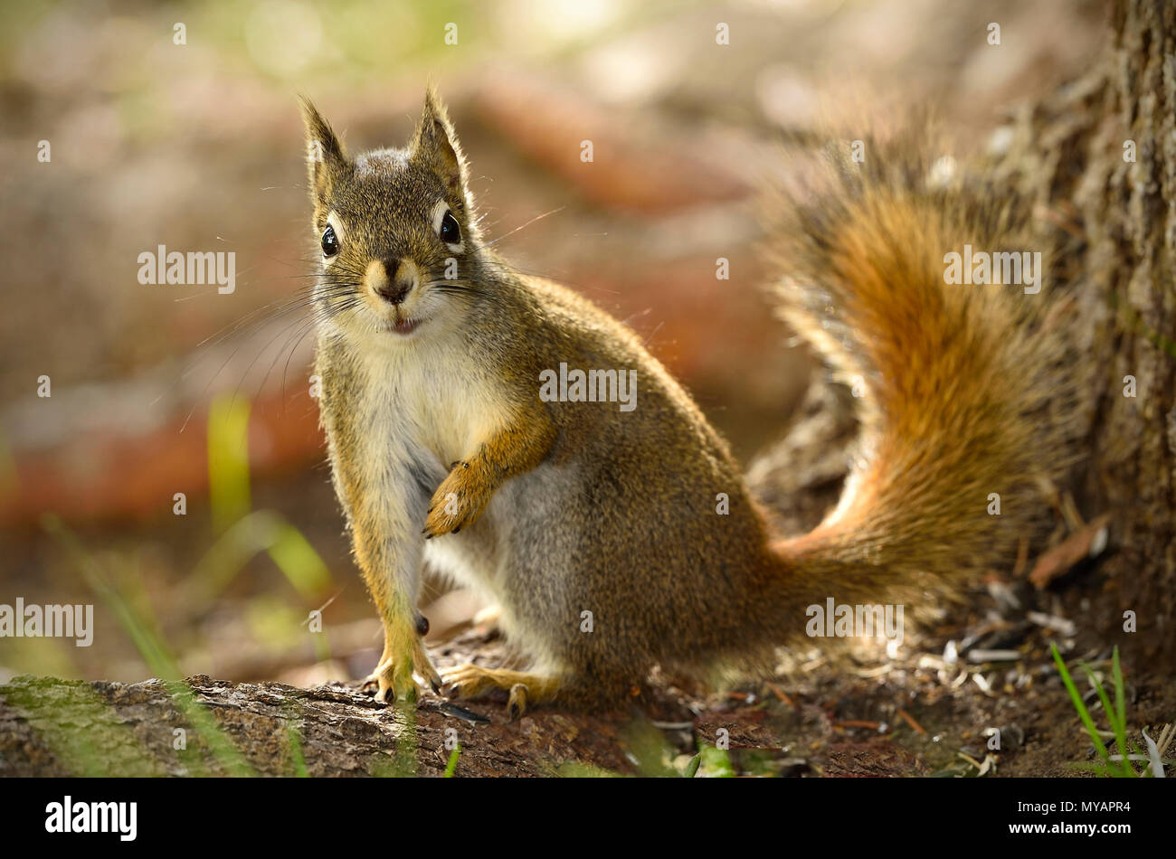 A close up image of a wild red squirrel "Tamiasciurus hudsonicus ...