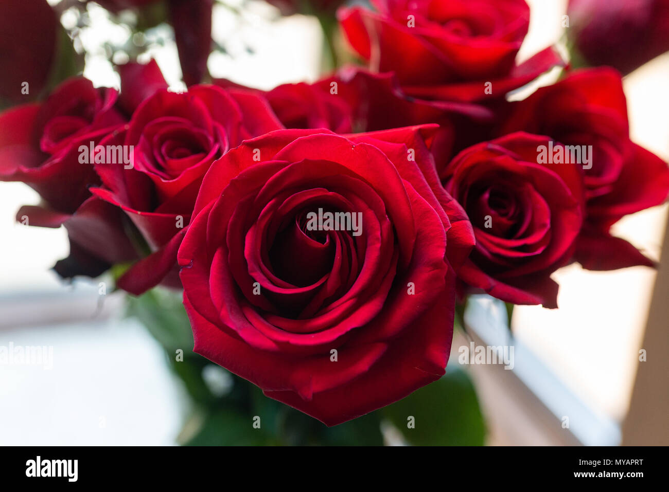 Red Roses Amazing Light - Anniversary roses in bay window closeup ...