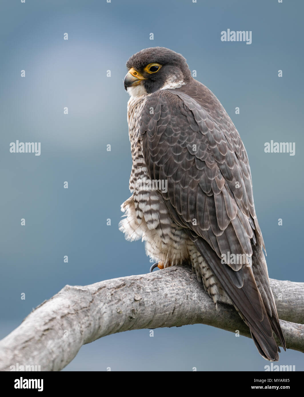 Peregrine falcon female uk hi-res stock photography and images - Alamy