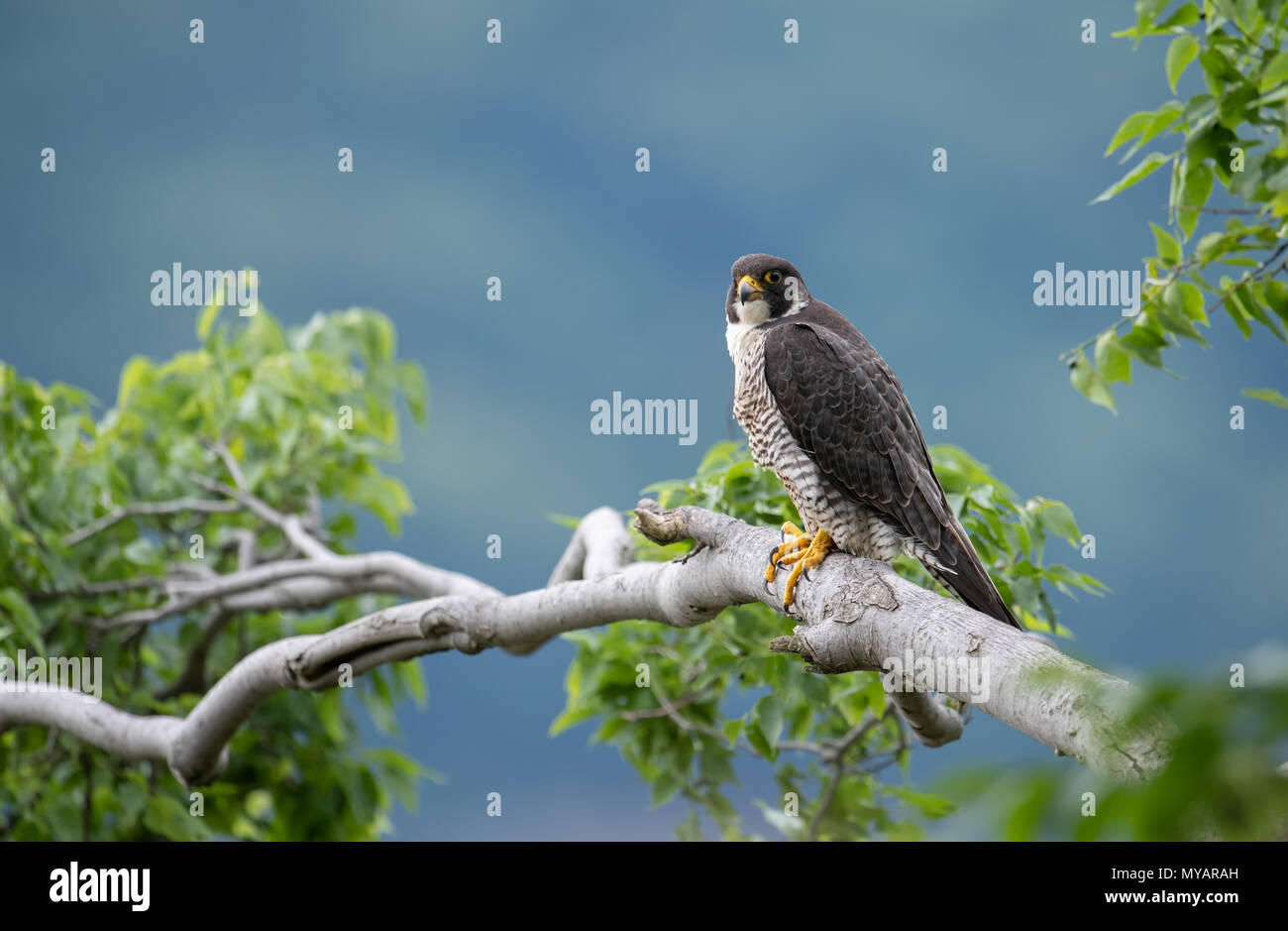 Peregrine falcon uk urban hi-res stock photography and images - Alamy