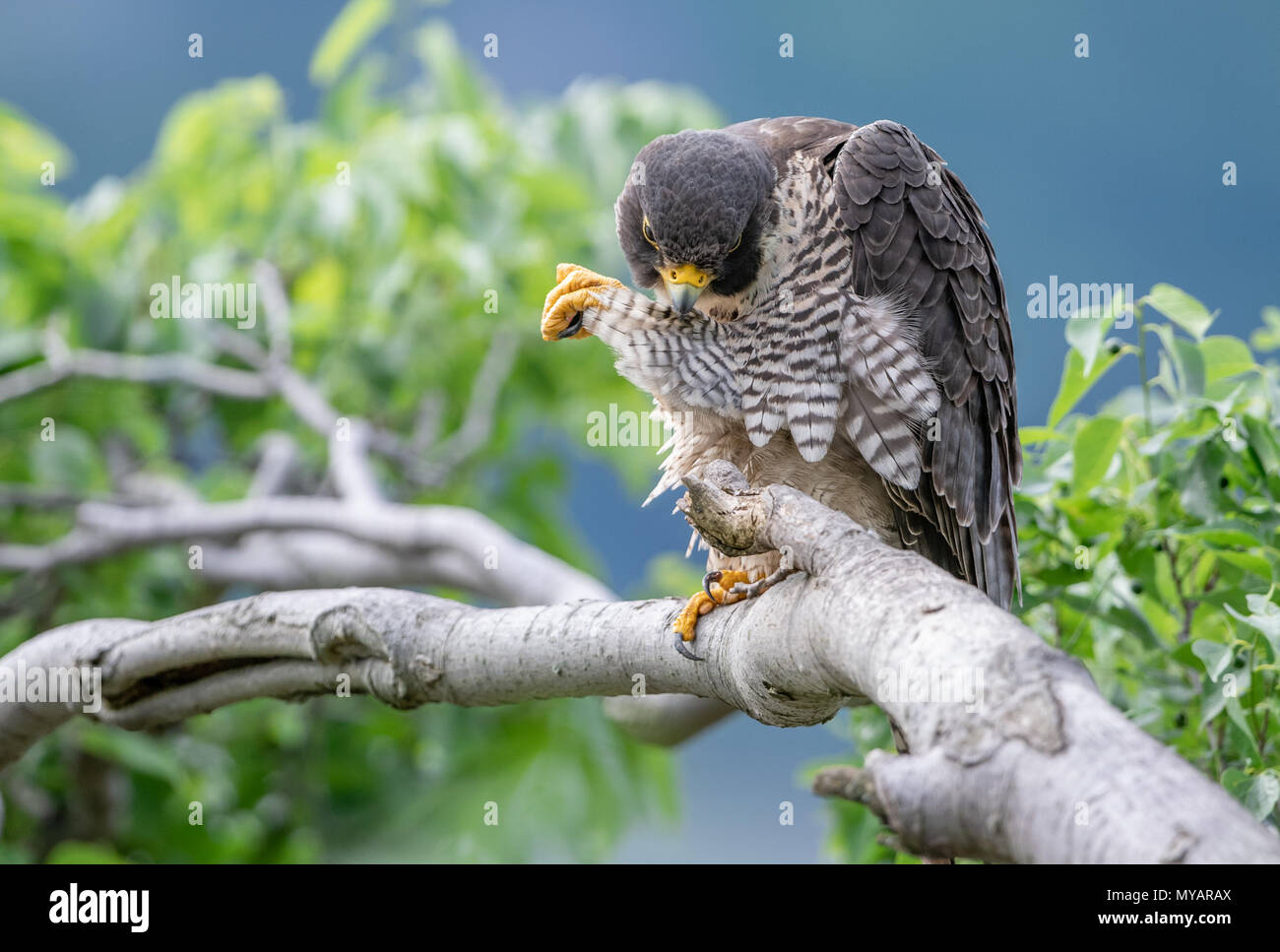 Female peregrine england hi-res stock photography and images - Alamy