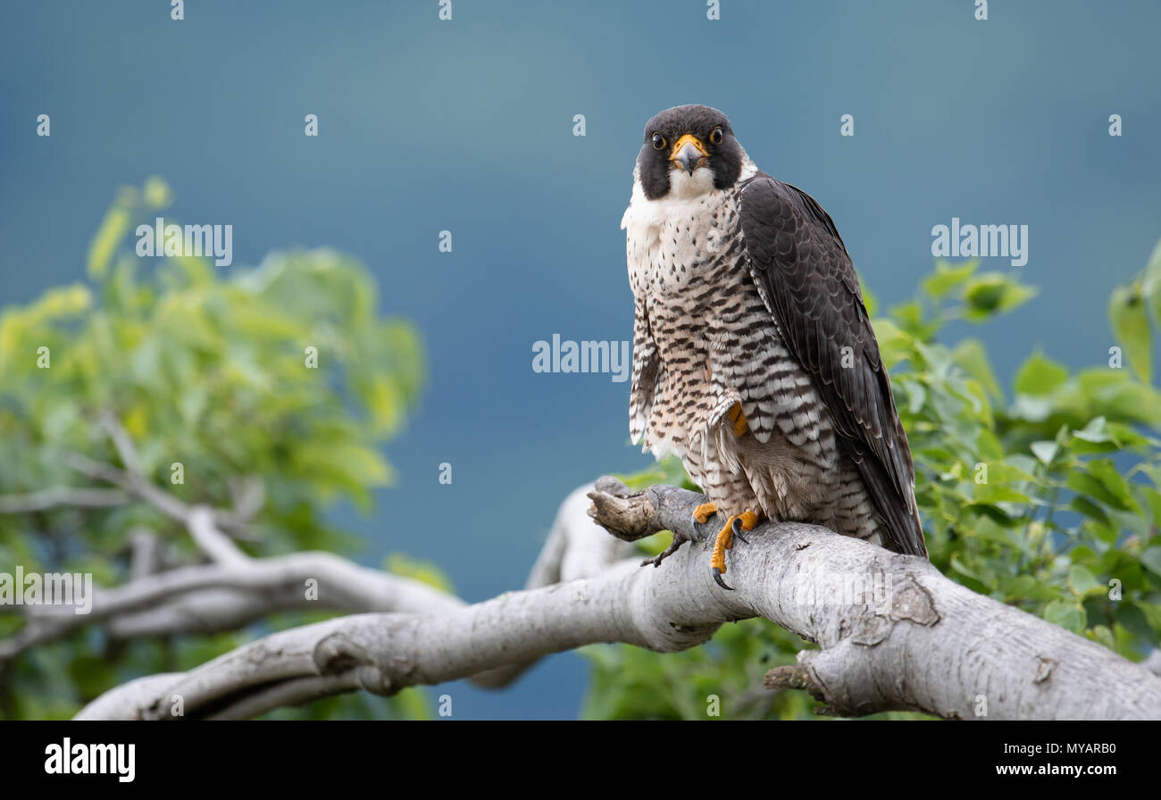 Female peregrine england hi-res stock photography and images - Alamy