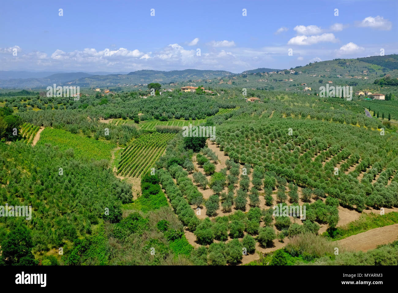 Olive vines hi-res stock photography and images - Alamy