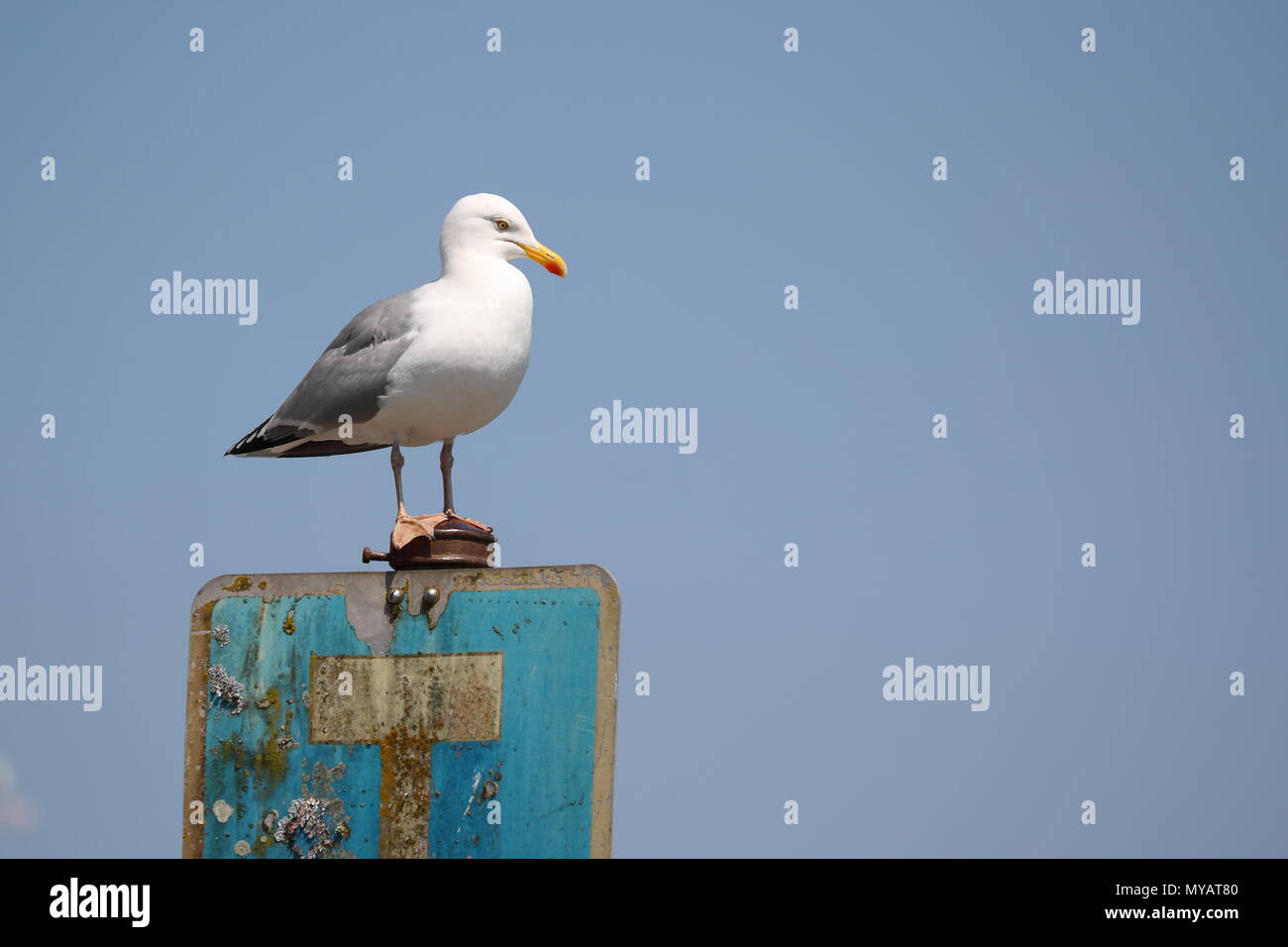 Seagull sitting on a traffic sign Stock Photo - Alamy