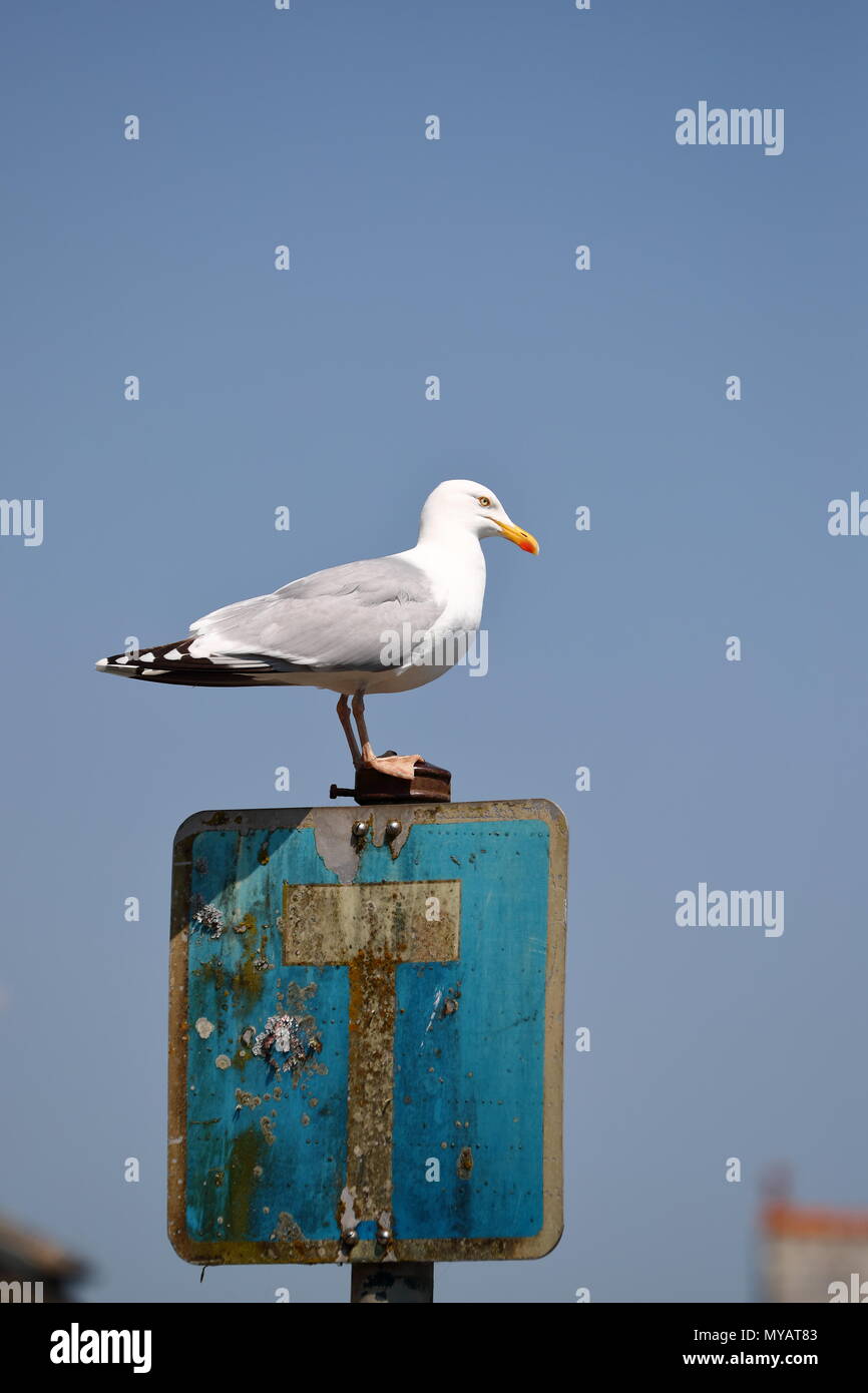 Seagull sitting on a traffic sign Stock Photo - Alamy