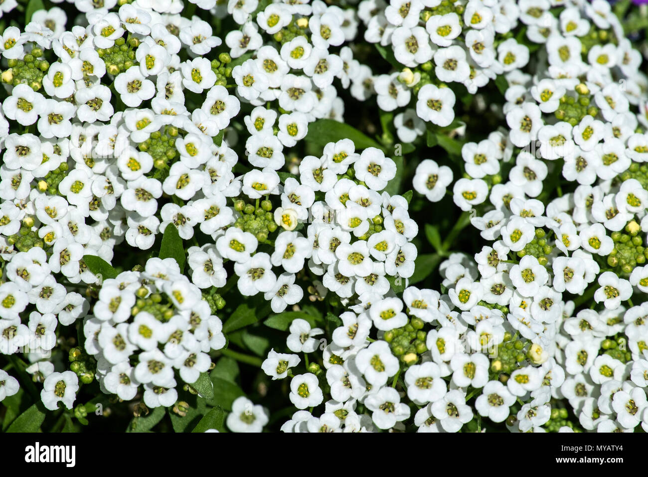 Miniature white flowers of sweet alyssum (Lobularia maritima Stock ...