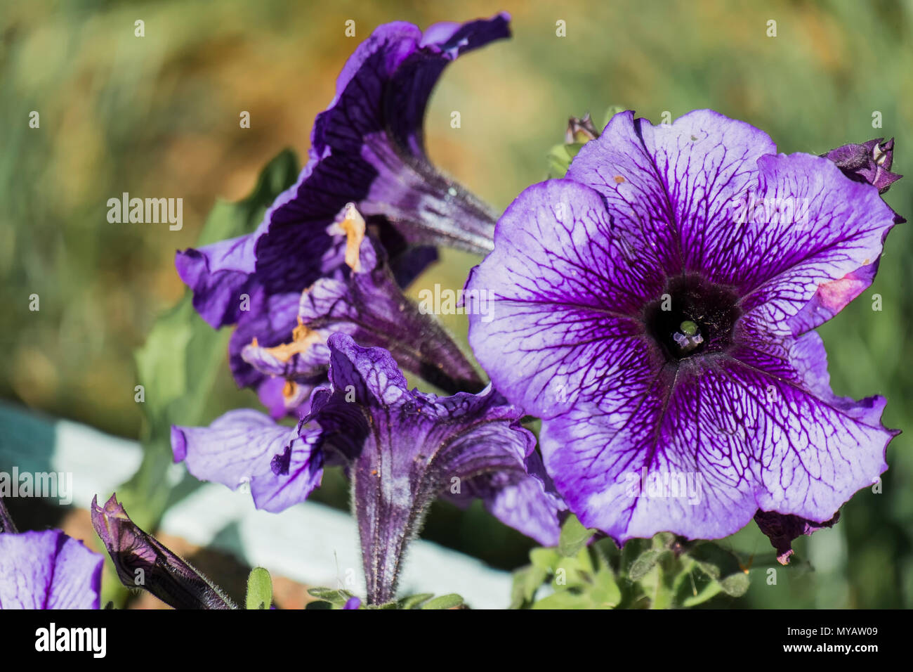 Petunia Pleasantly Blue Fusables. Large lilac petunia flower (Petunia ...