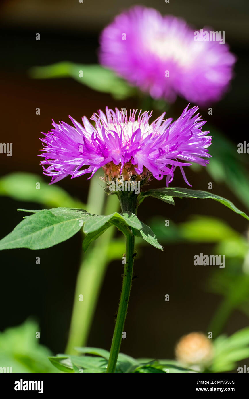 Purple flower of Persian cornflower (Centaurea dealbata Stock Photo - Alamy