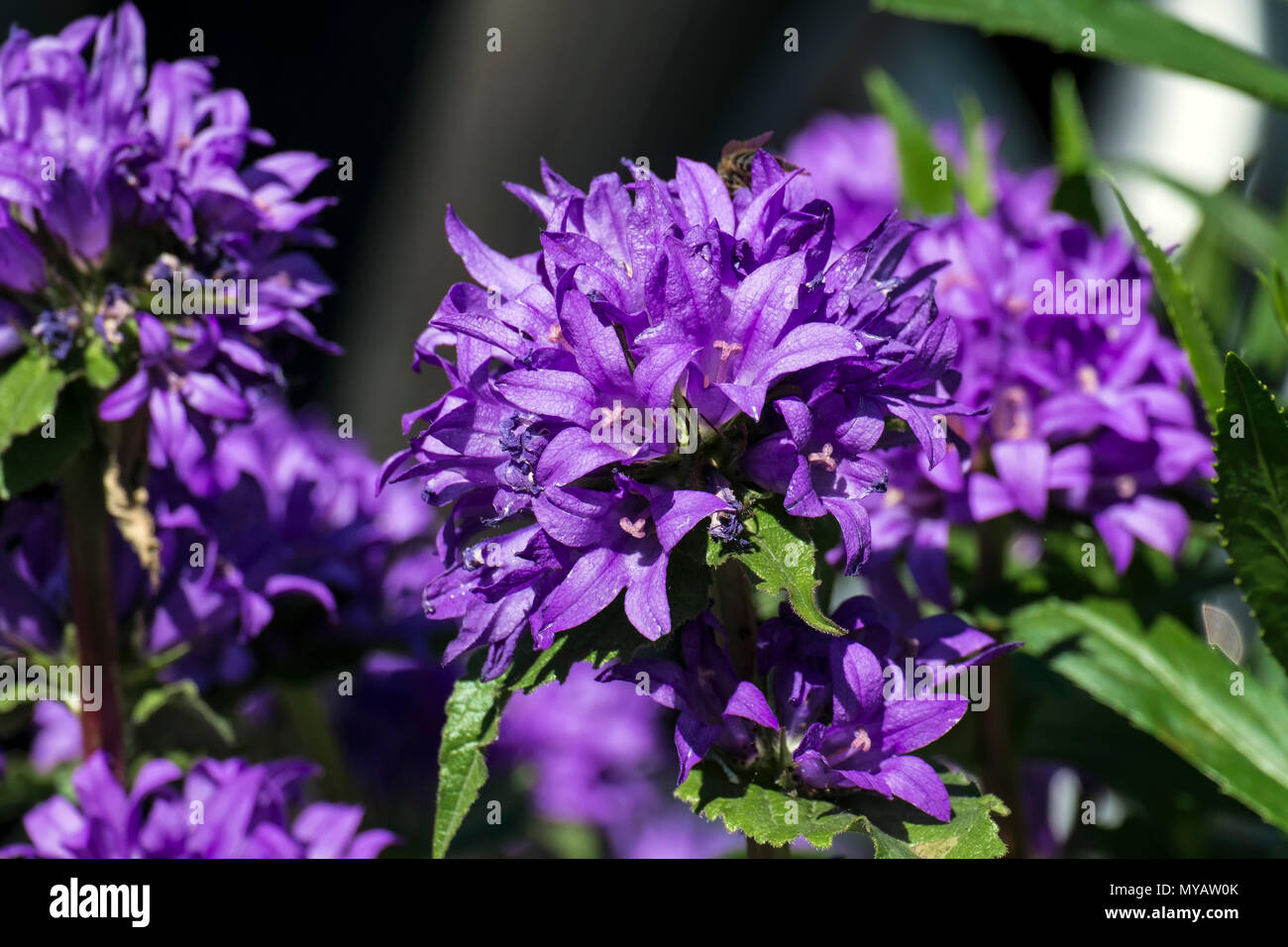 Purple flowers of clustered bellflower (Campanula glomerata Stock Photo ...