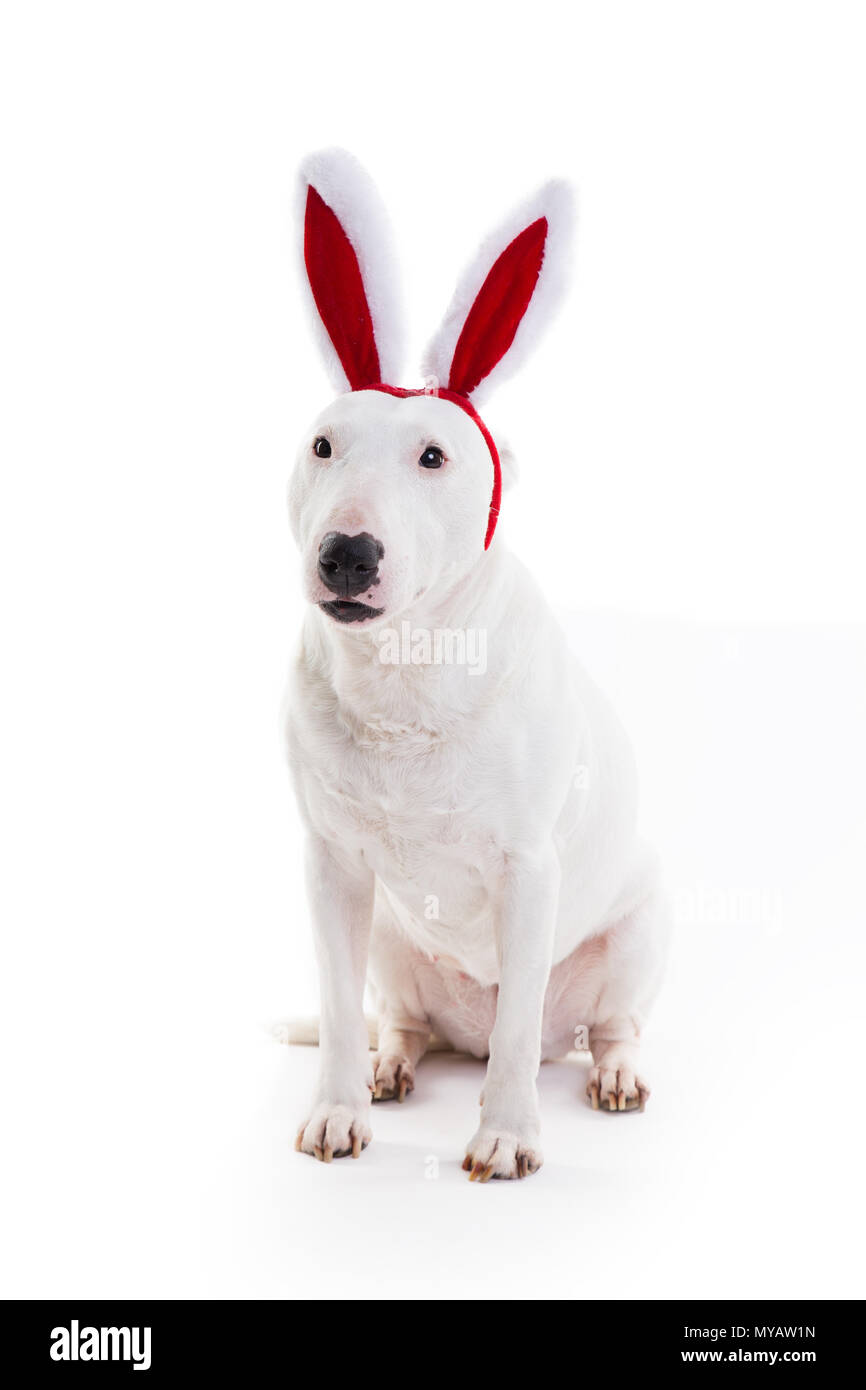 bull terrierwith red bunny ears on a white background in the studio ...