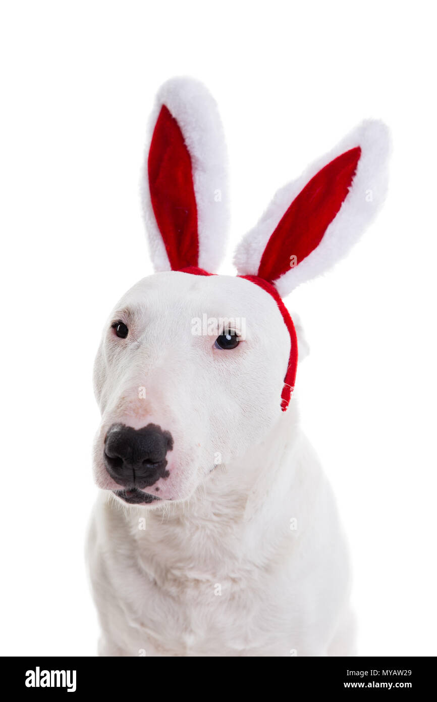 bull terrierwith red bunny ears on a white background in the studio ...