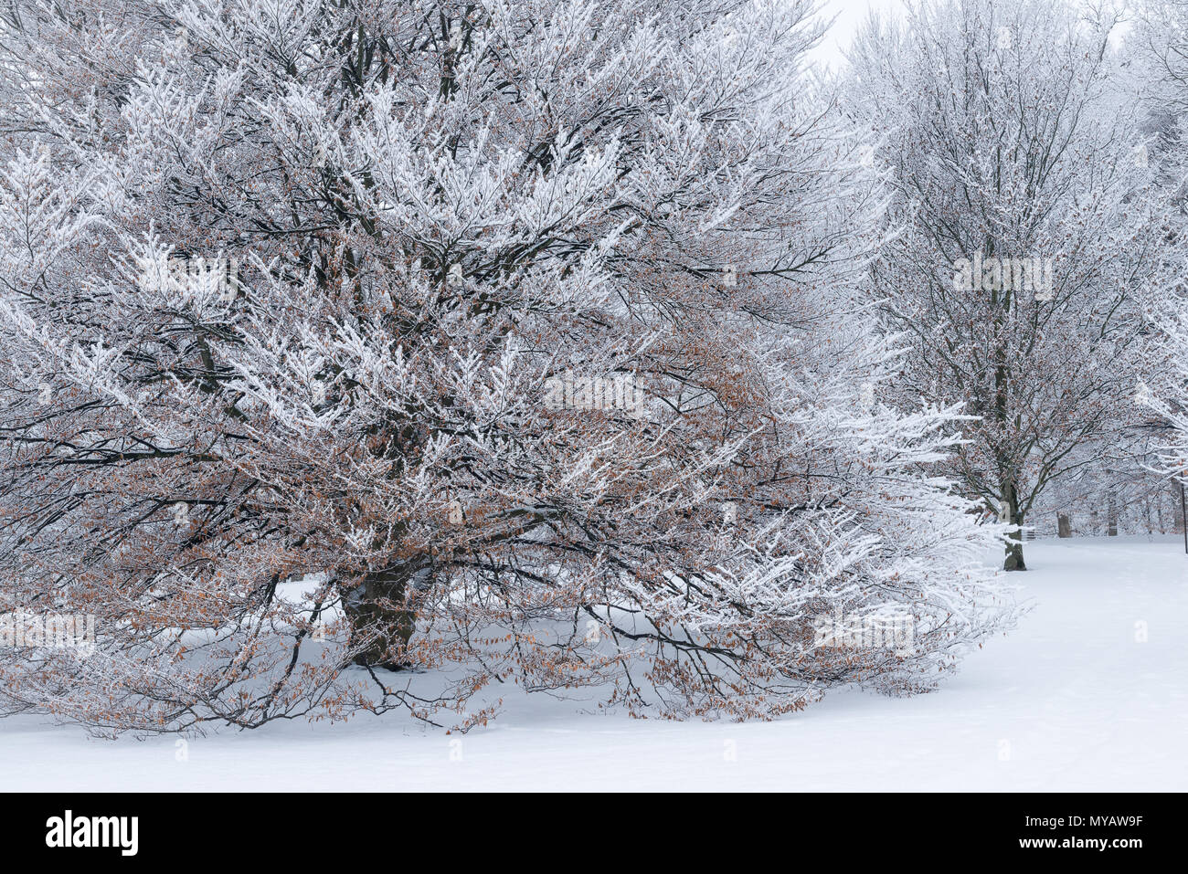 Heavy snowfall transforms a Midwest landscape into a beautiful winter ...