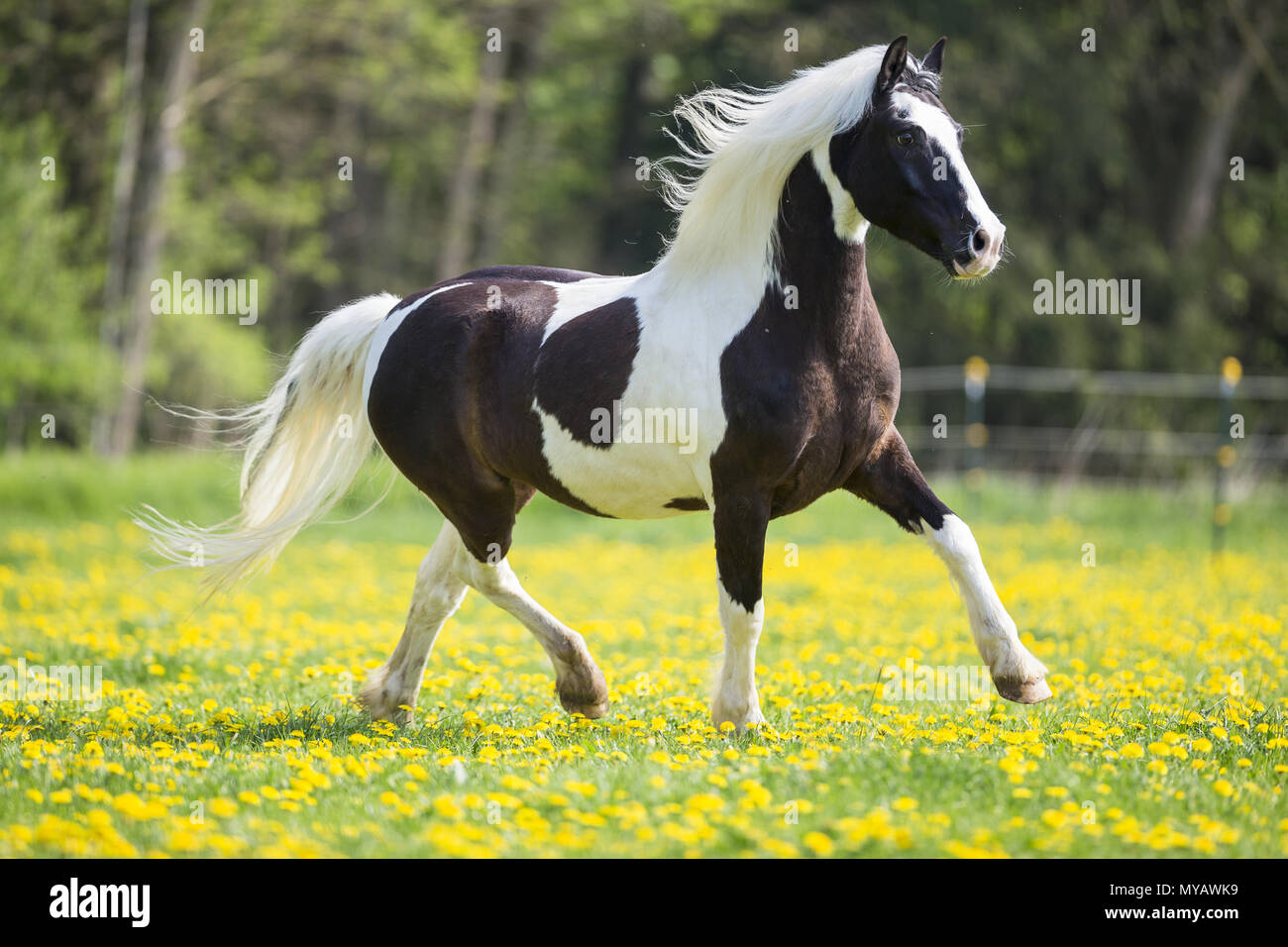 Pinto gelding trotting hi-res stock photography and images - Alamy