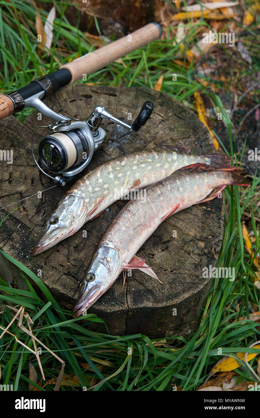 Freshwater Northern pike fish know as Esox Lucius lying on a wooden ...