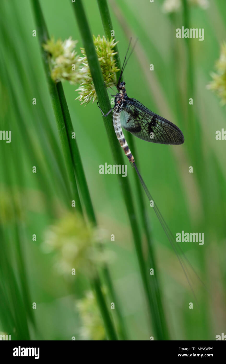 Green drake mayfly ephemera danica hi-res stock photography and images ...