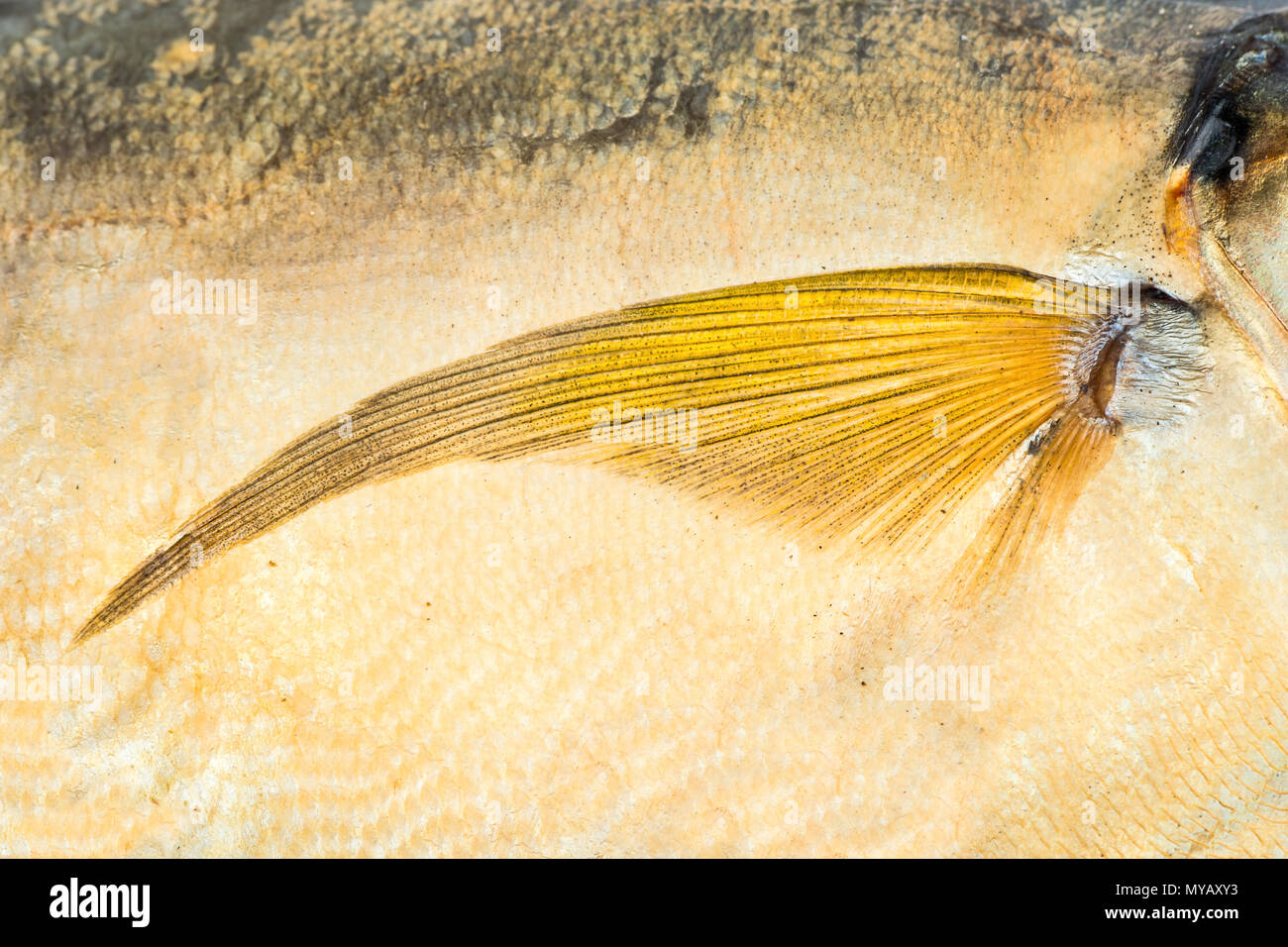 Big beautiful fin closeup of smoked fish Stock Photo - Alamy