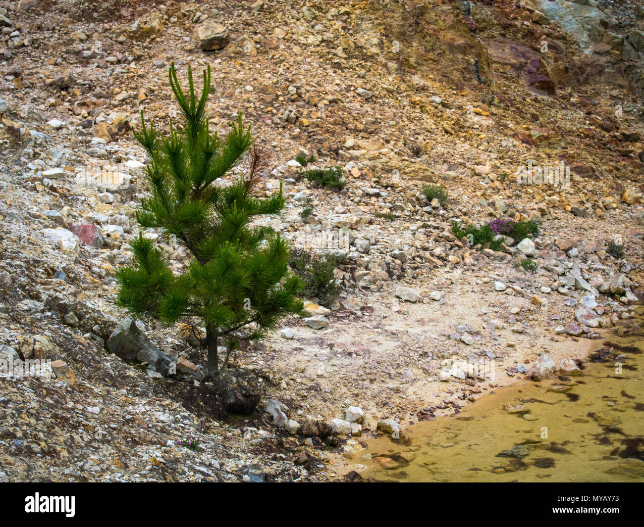 Tree in barren land Stock Photo - Alamy