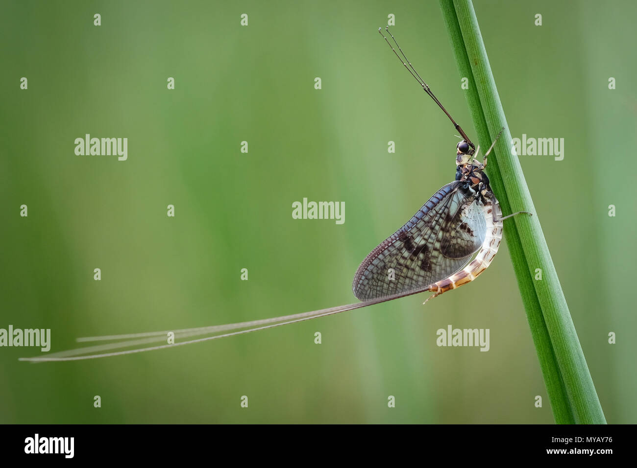 Green drake Mayfly (Ephemera danica ) close to freshwater habitat in ...