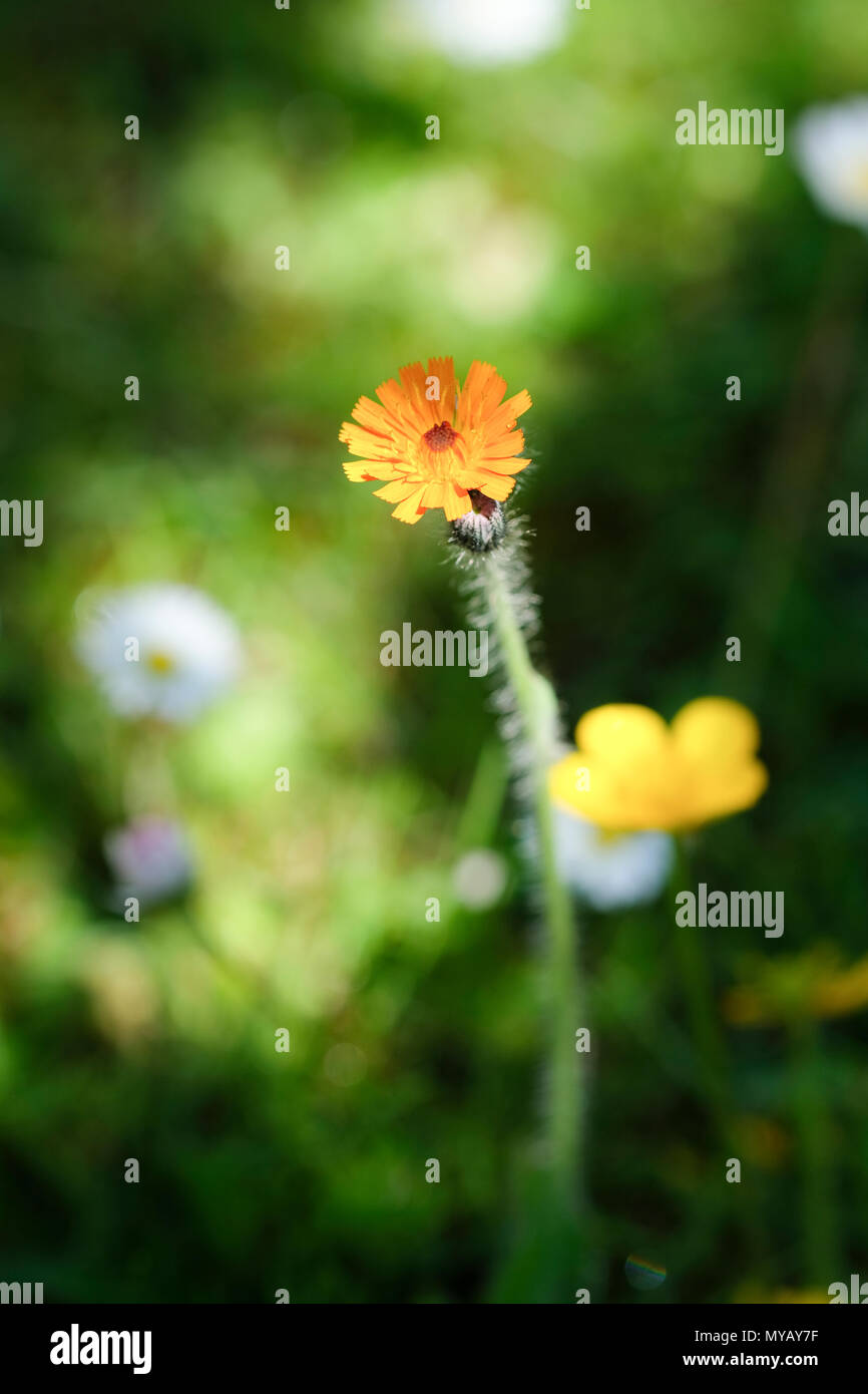 Orange Hawkweed flower sometimes called the 'devil’s paintbrush' Stock ...