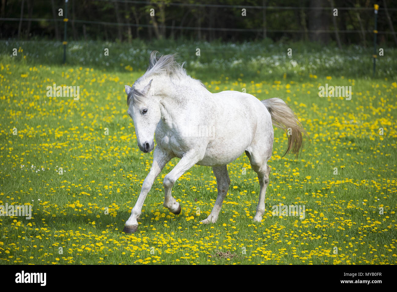 Lusitano. Gray gelding bucking on a meadow. Germany Stock Photo - Alamy