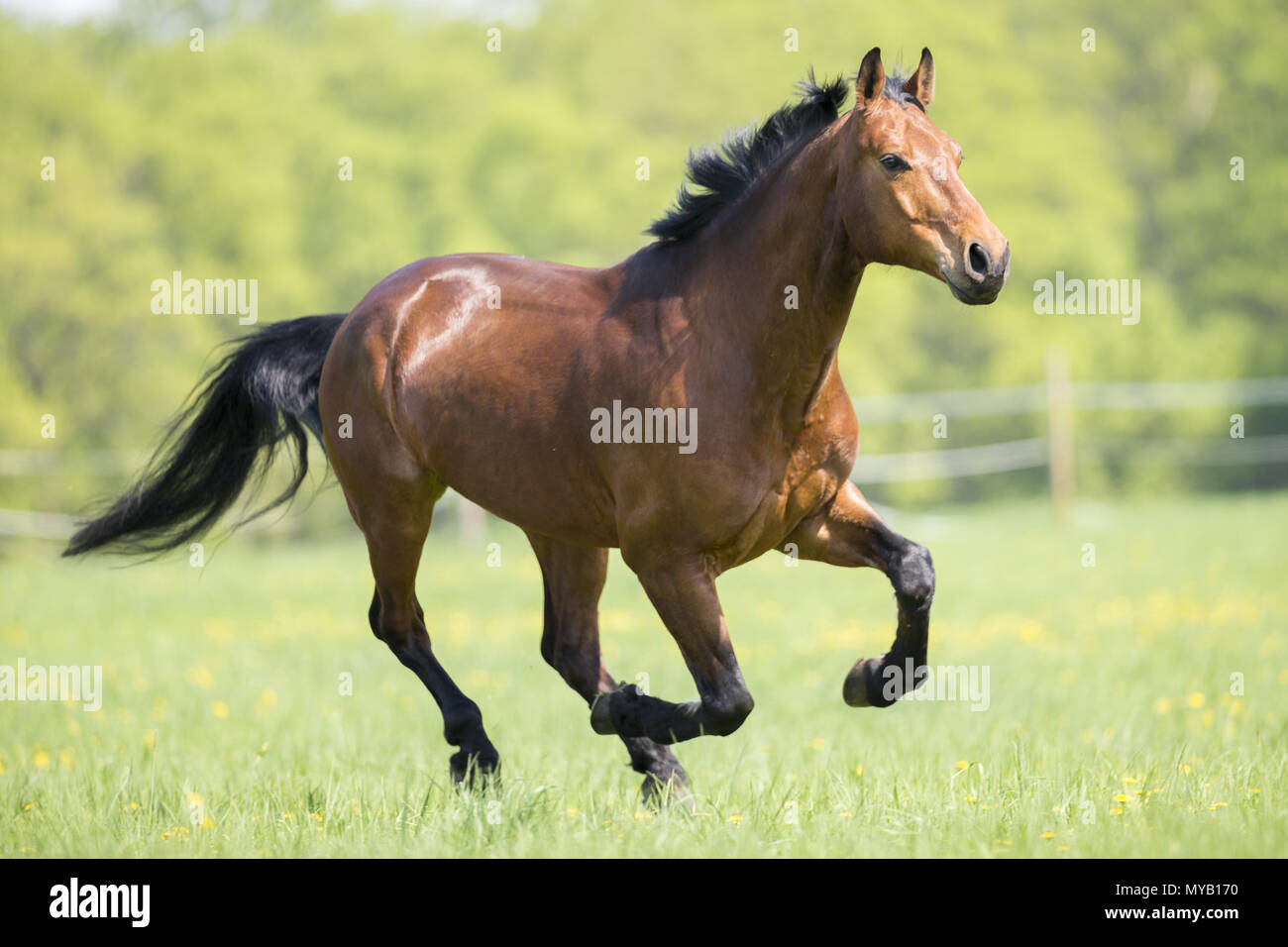 Hanoverian horse hi-res stock photography and images - Alamy
