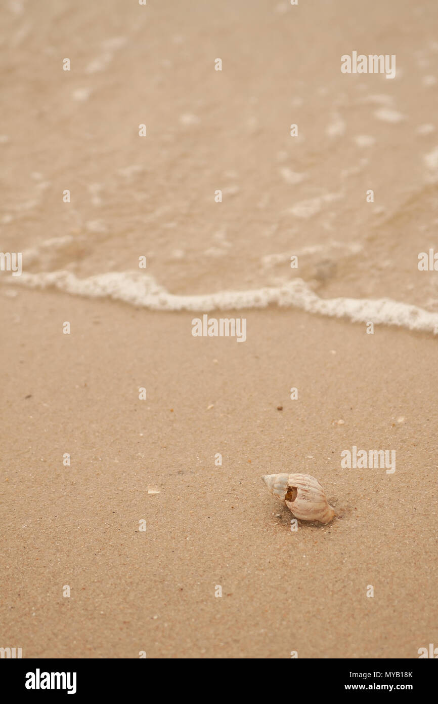 Dead shellfish hi-res stock photography and images - Alamy