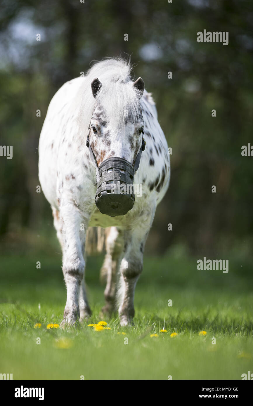Shetland Pony. Leopard-spotted gelding on a meadow, wearing grazing ...