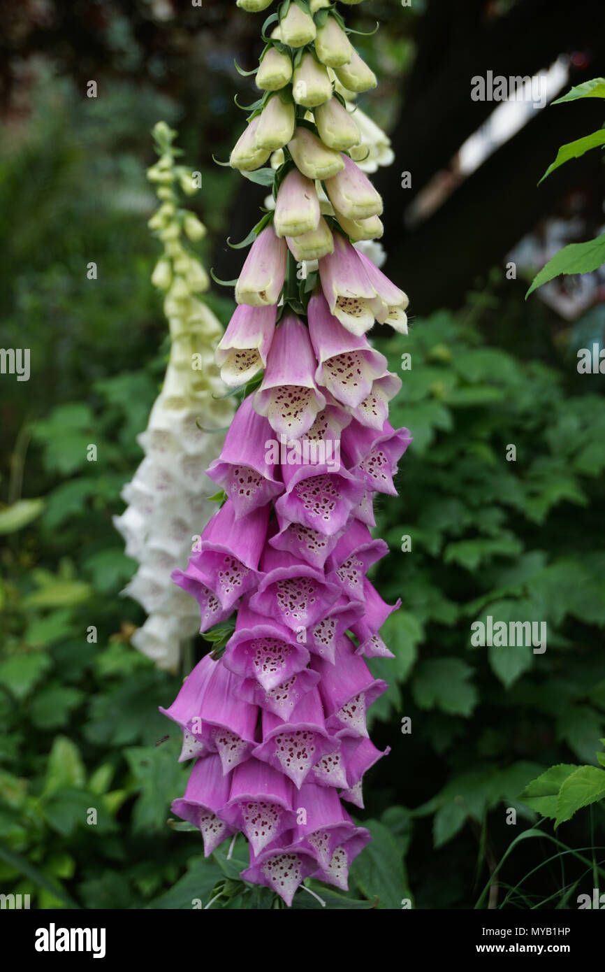 Digitalis purpurea excelsior hi-res stock photography and images - Alamy