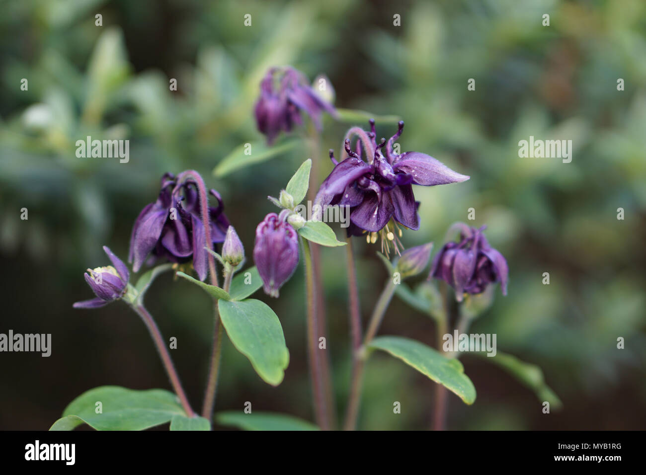 Wild Columbine Close-Up Stock Photo - Alamy
