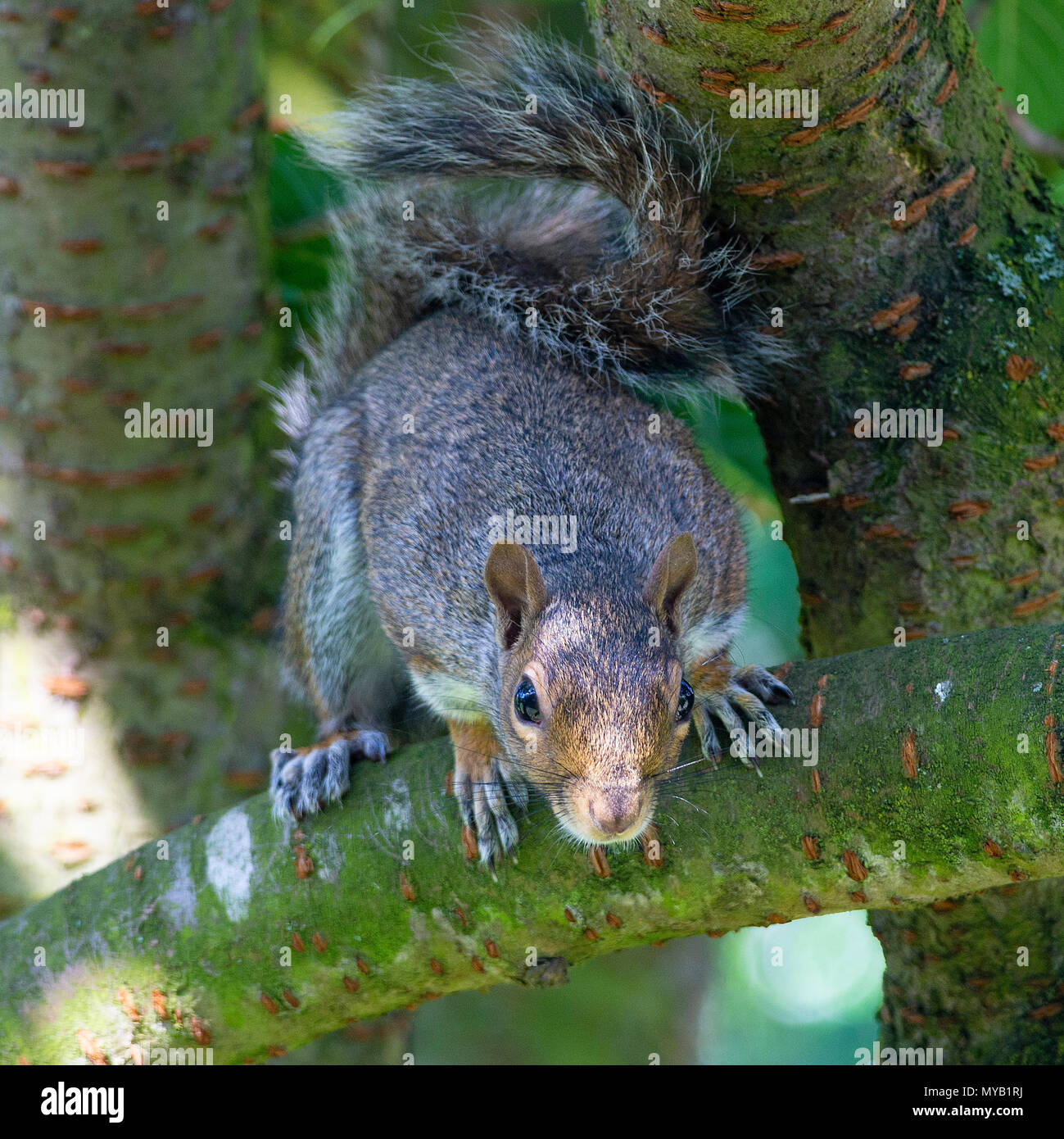 Grey squirrel sciurus carolinensis perched in a tree hi-res stock ...