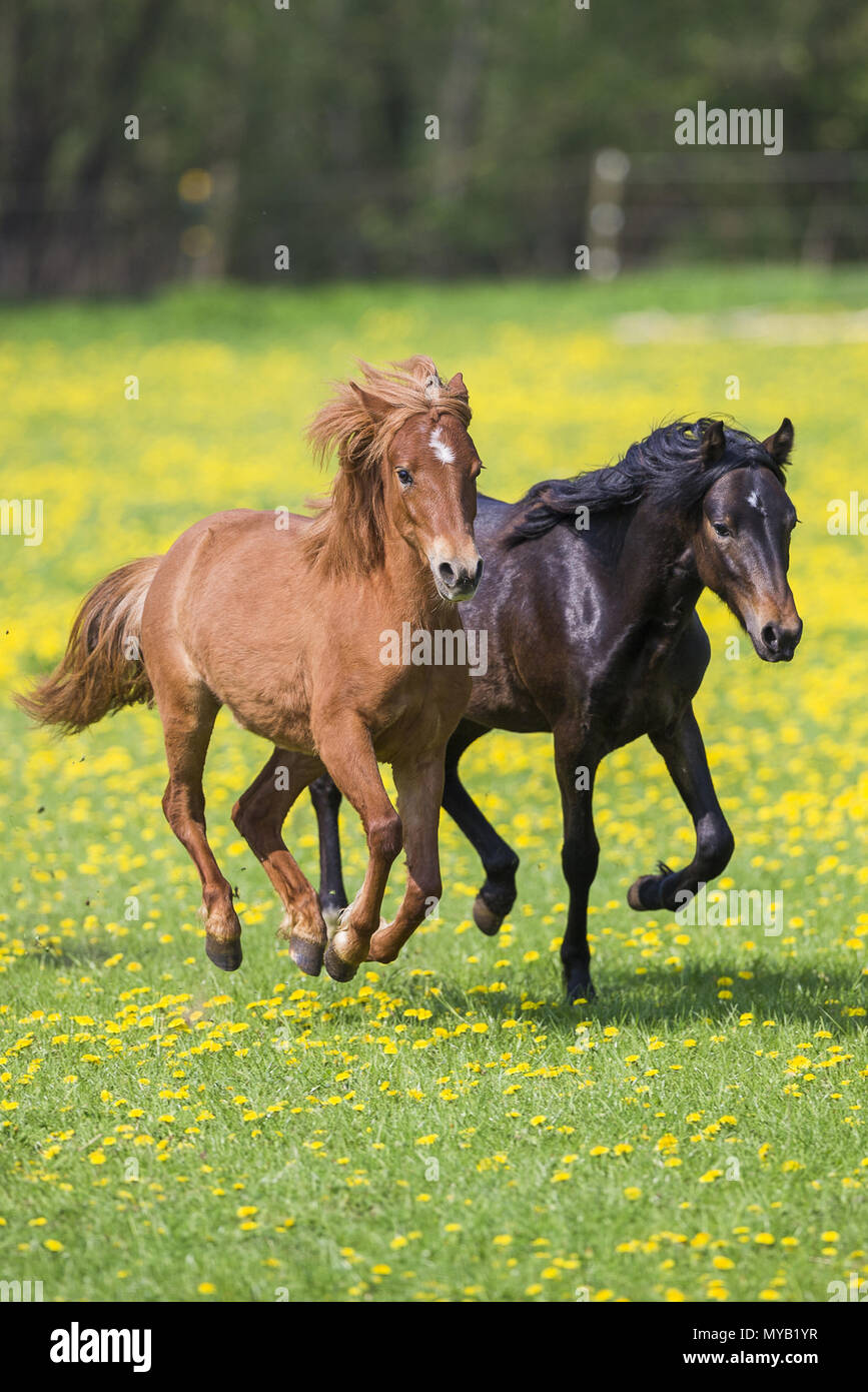 Bay horse hi-res stock photography and images - Alamy