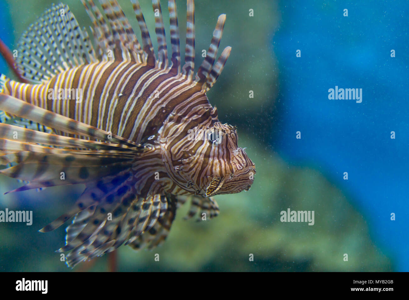 Big Lion Fish in the aquarium is swimming alone Stock Photo - Alamy
